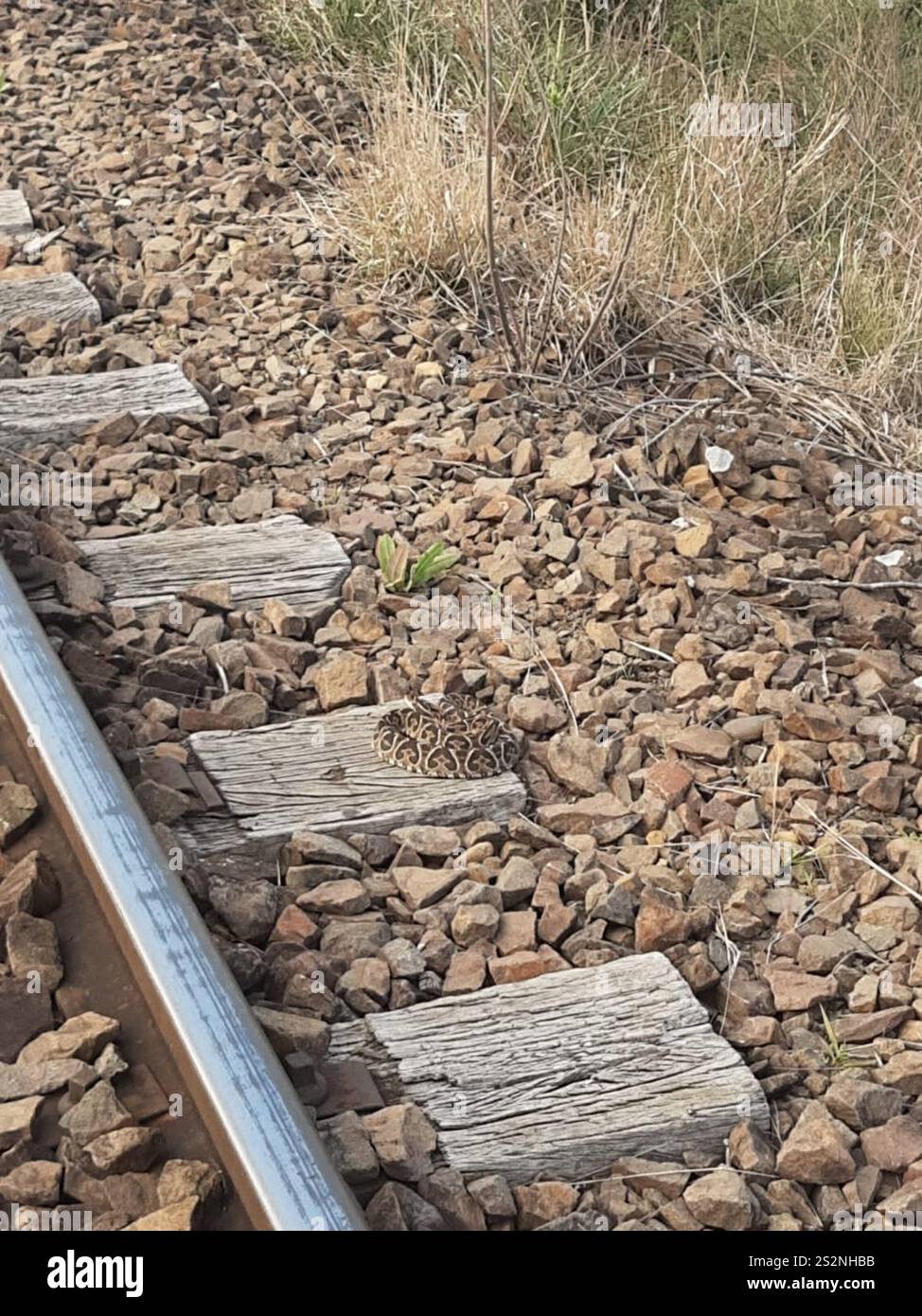 Urutu lancehead hi-res stock photography and images - Alamy