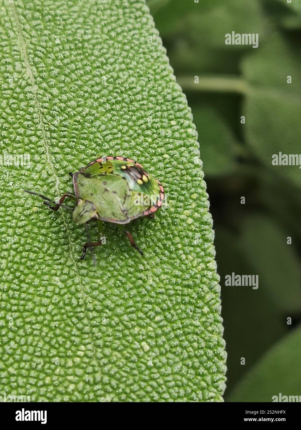 Southern Green Stink Bug (Nezara viridula Stock Photo - Alamy