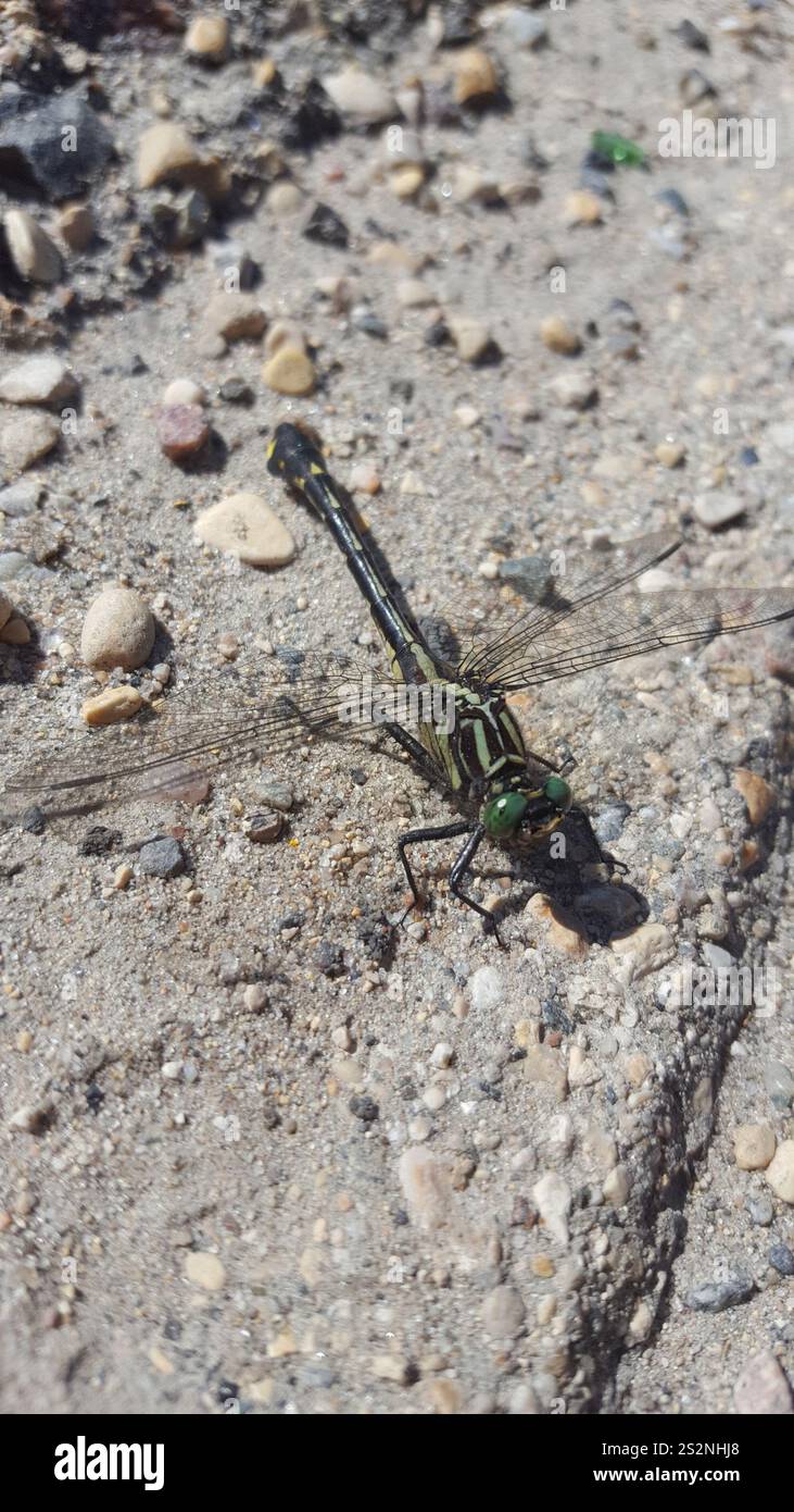 Cobra Clubtail (Gomphurus vastus Stock Photo - Alamy