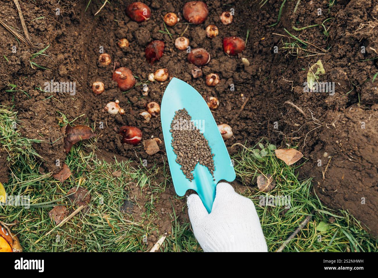 top dressing with granular fertilizer for spring bulbous plants when ...