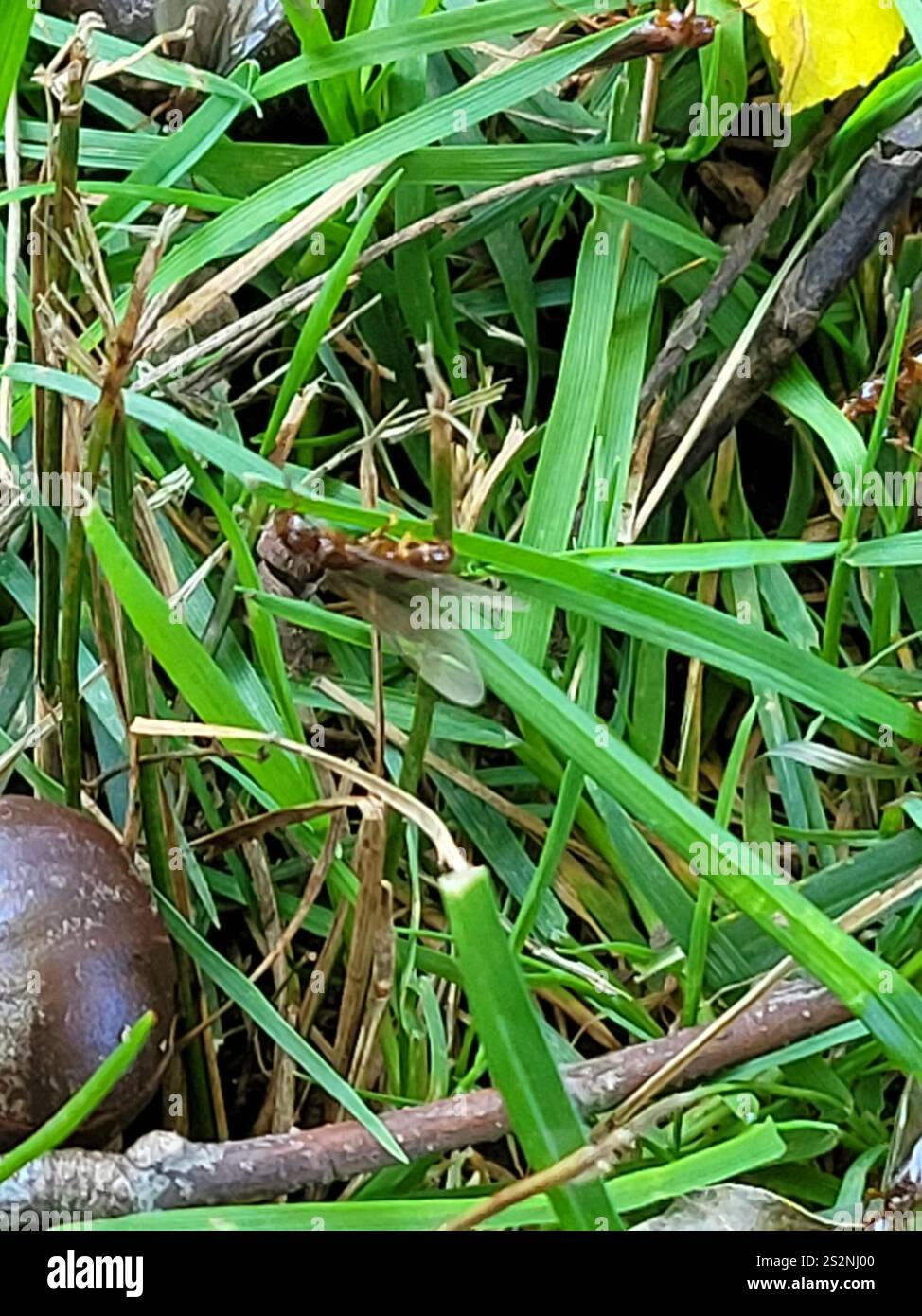 Common Citronella Ant (Lasius claviger Stock Photo - Alamy