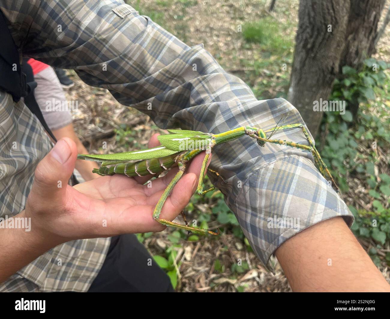 Goliath stick insect hi-res stock photography and images - Alamy