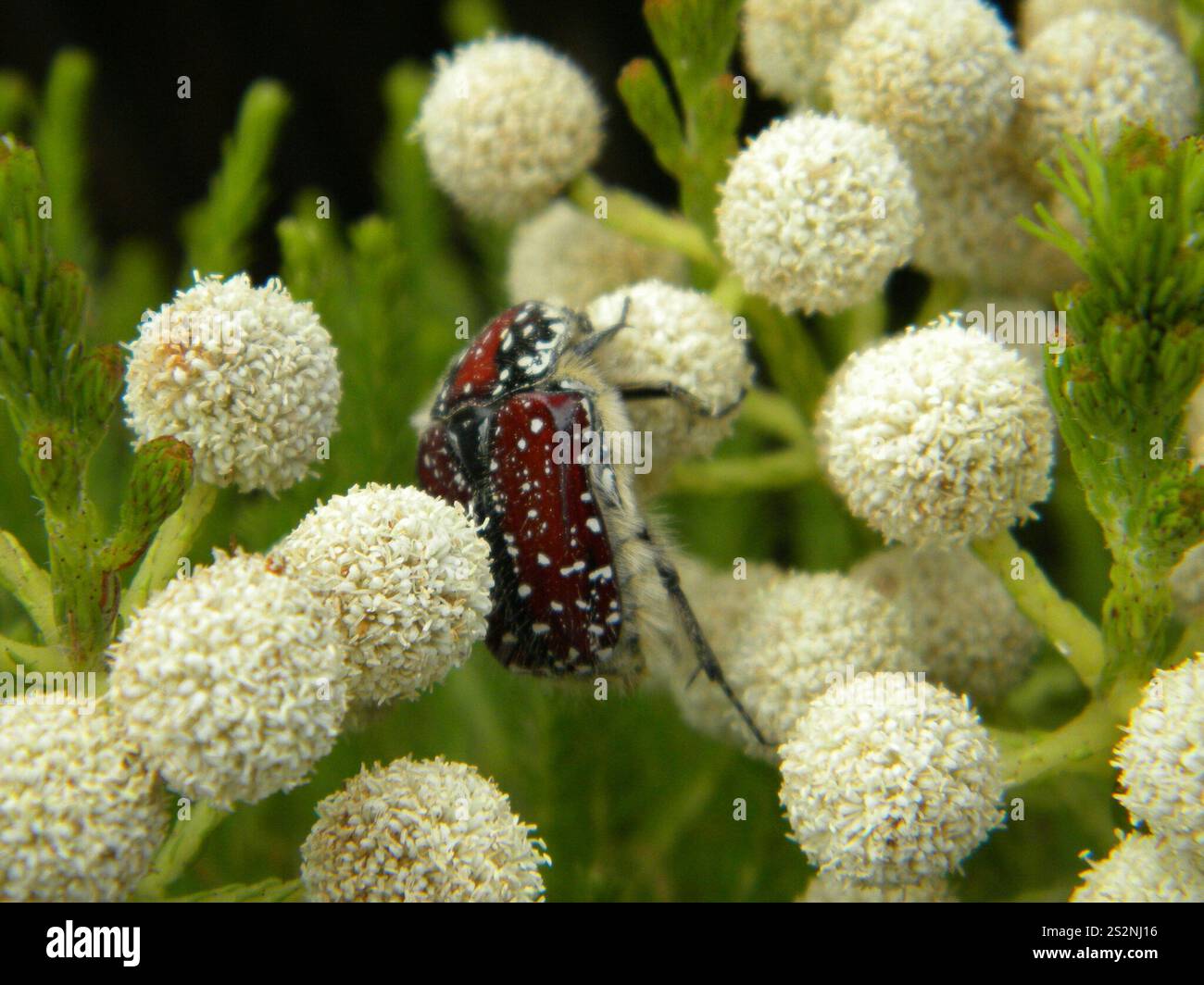 Peninsula Cape Protea Chafer (Trichostetha capensis capensis Stock ...