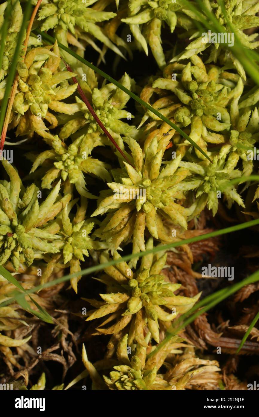 Papillose peatmoss hi-res stock photography and images - Alamy