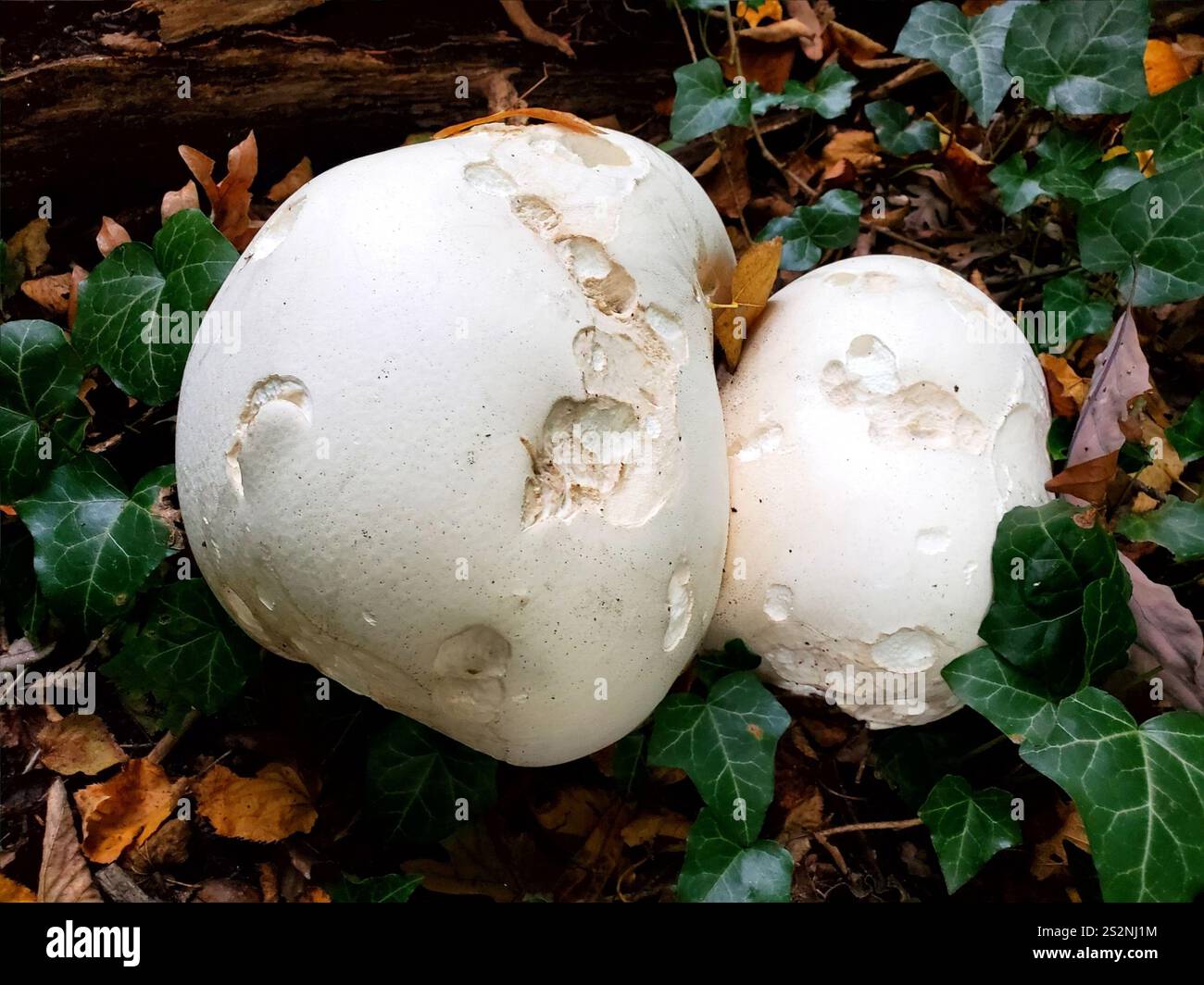 giant puffball (Calvatia gigantea Stock Photo - Alamy