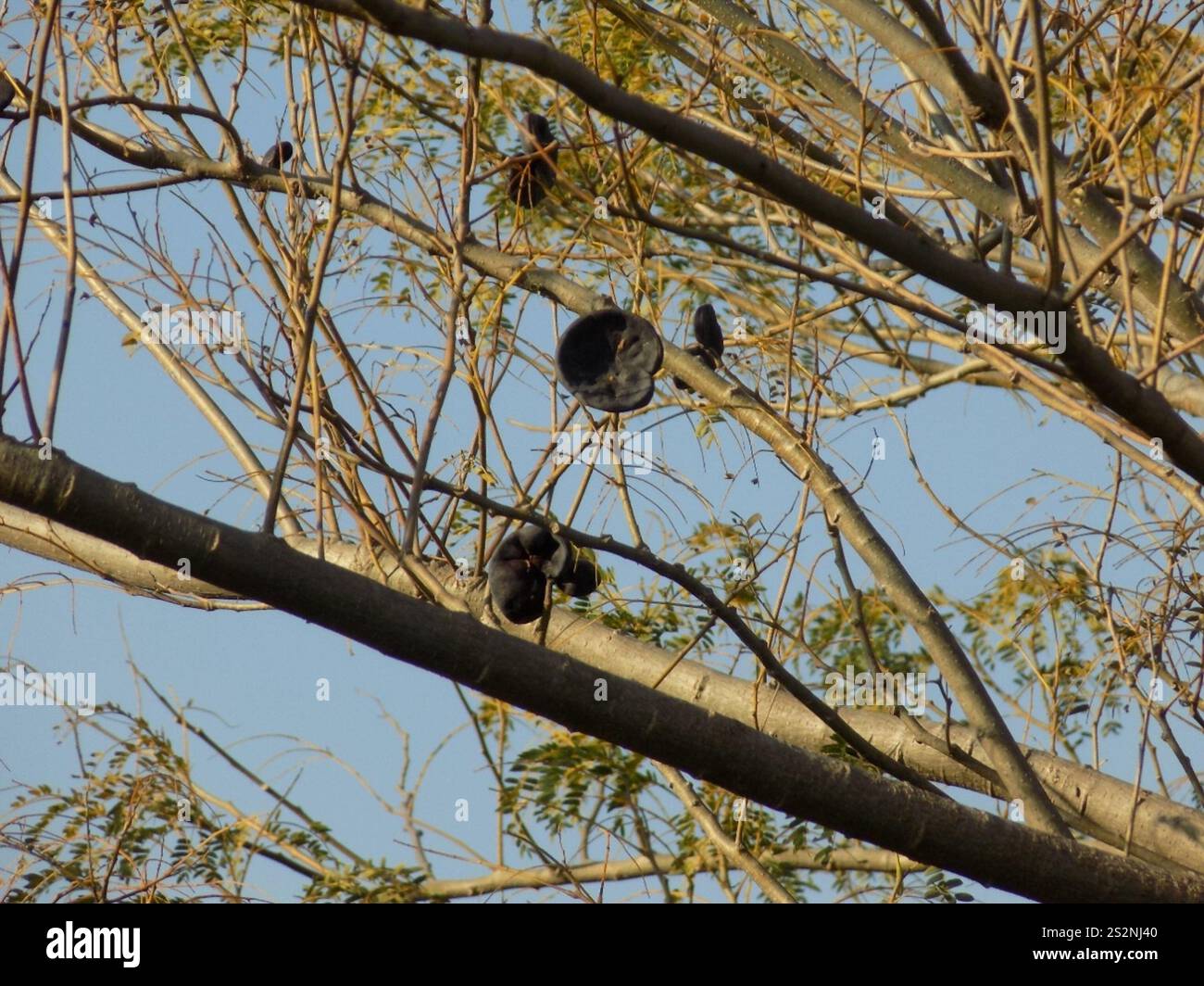 Pacara Earpod Tree (Enterolobium contortisiliquum Stock Photo - Alamy