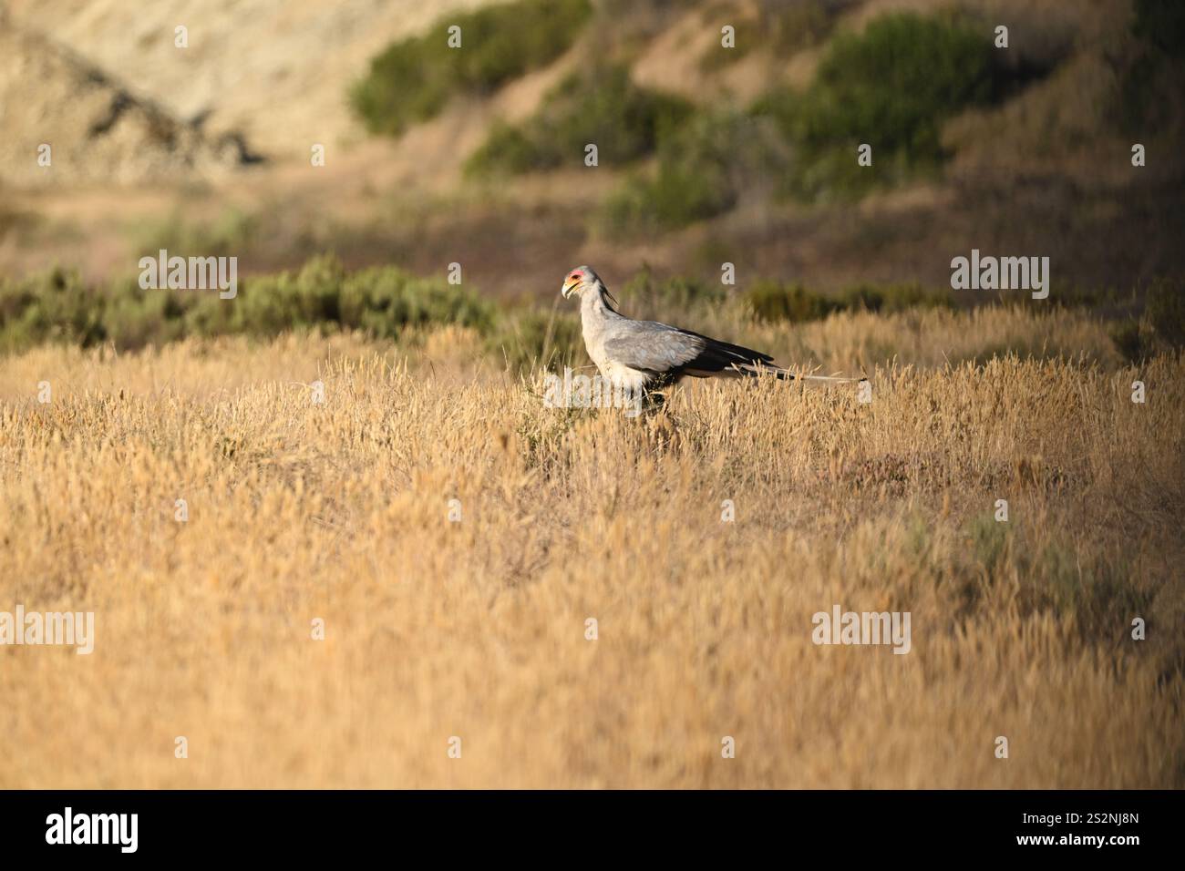 Secretary Bird Africa Stock Photo - Alamy