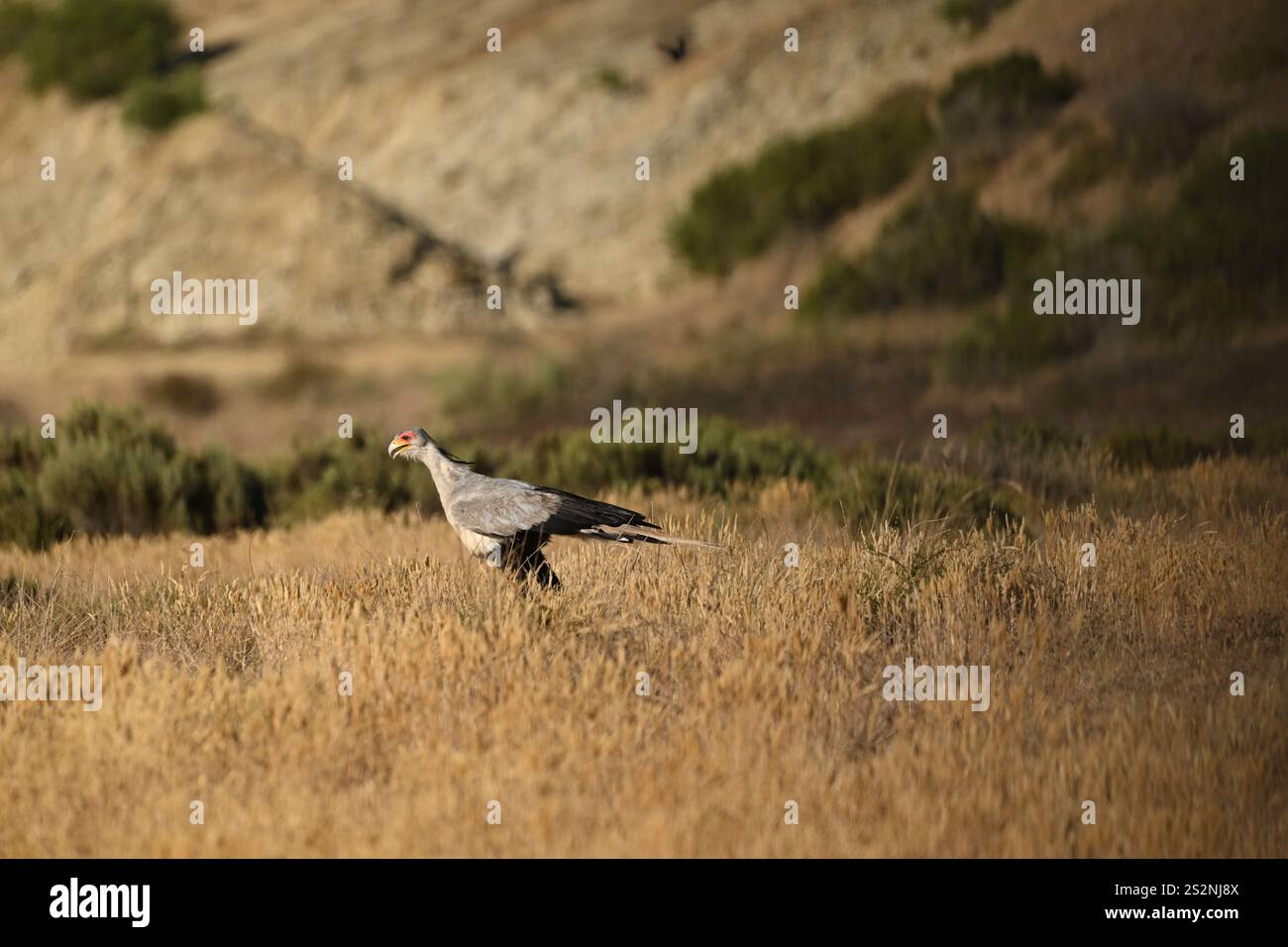 Secretary Bird Africa Stock Photo - Alamy