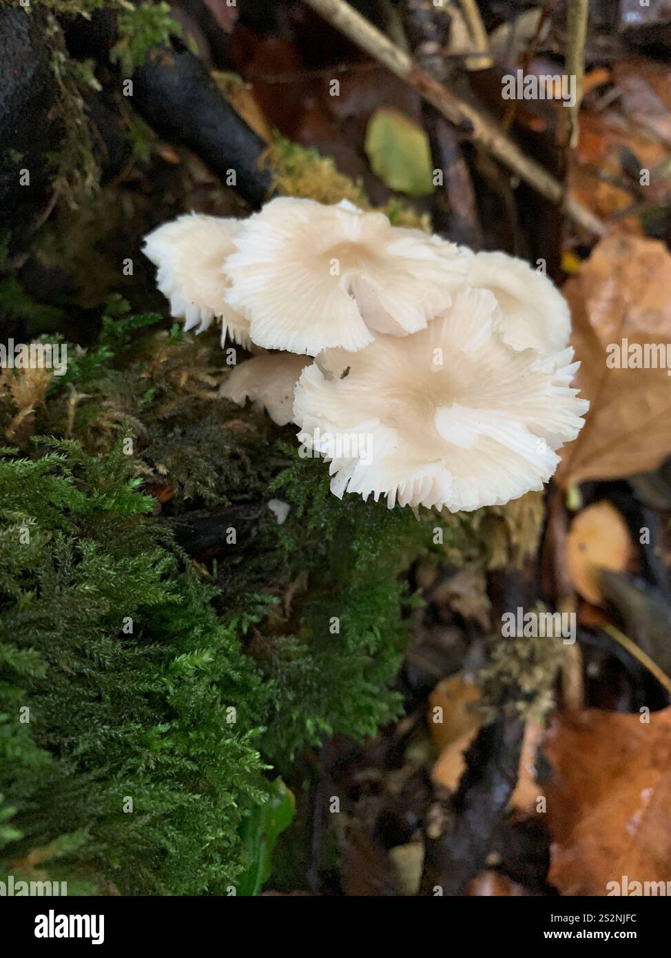 Fragrant Funnel (Clitocybe fragrans Stock Photo - Alamy