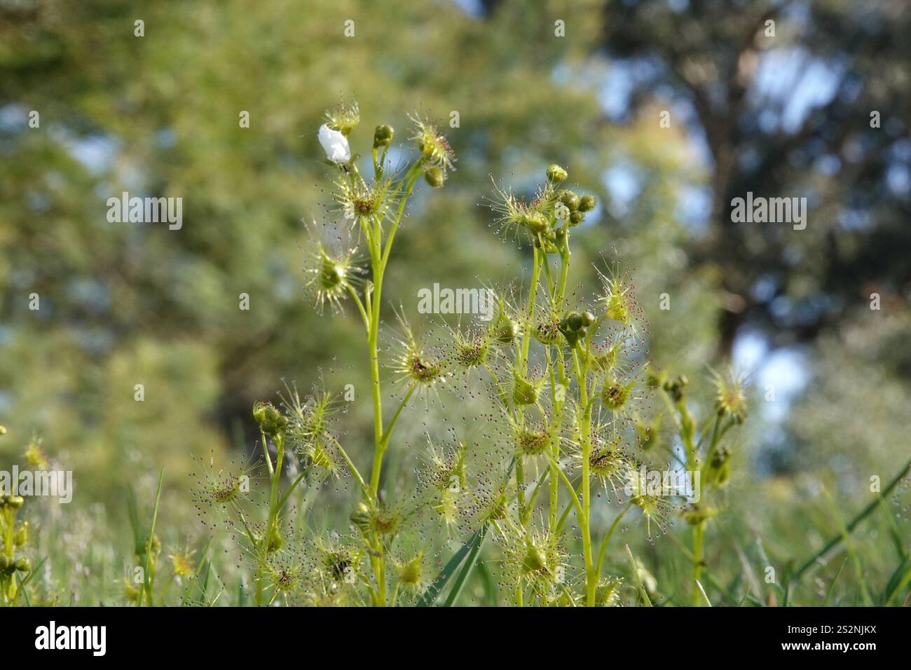 Grassland Sundew (Drosera hookeri Stock Photo - Alamy