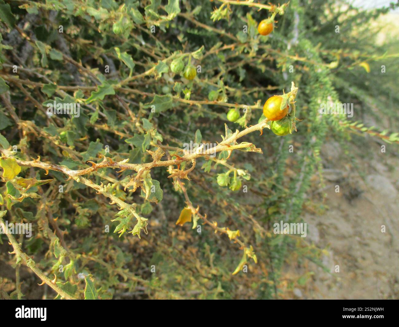 Horrid Snake-apple (Solanum capense Stock Photo - Alamy