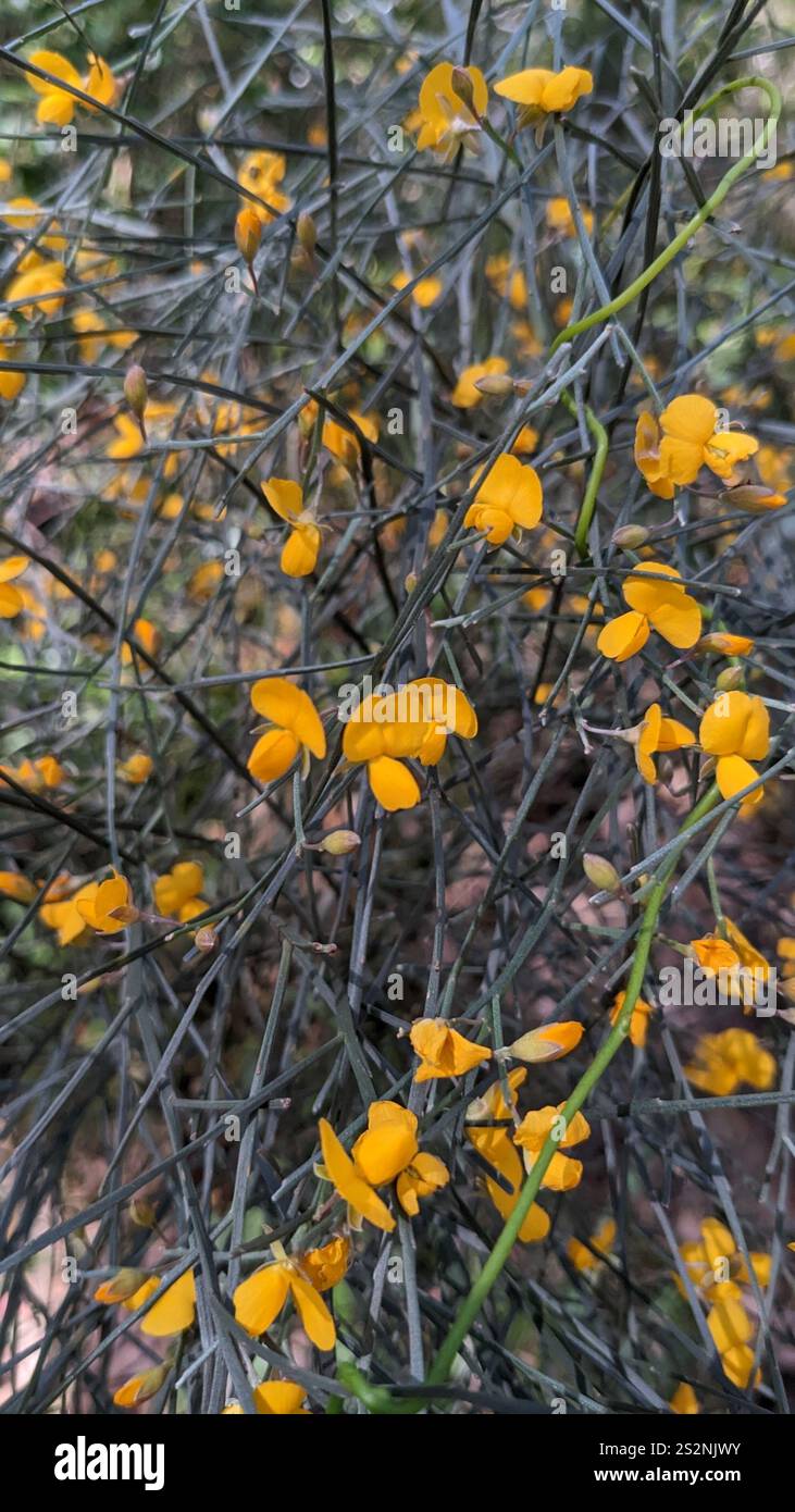 winged broom-pea (Jacksonia scoparia Stock Photo - Alamy
