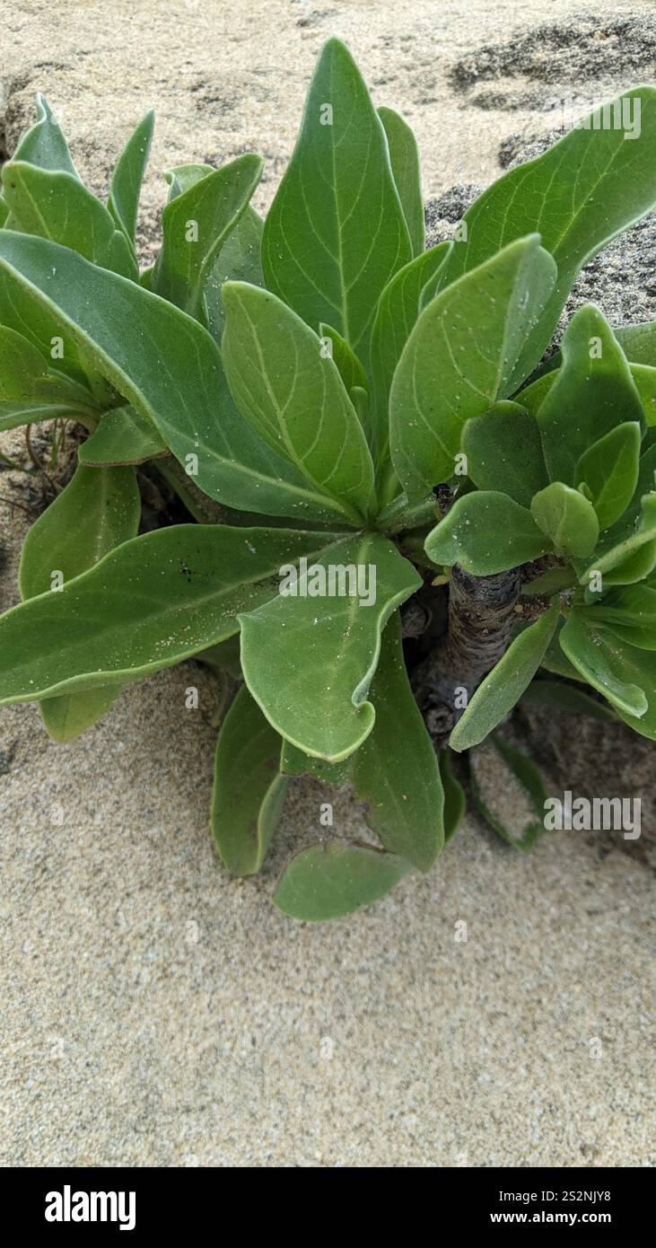 tree heliotrope (Heliotropium arboreum Stock Photo - Alamy