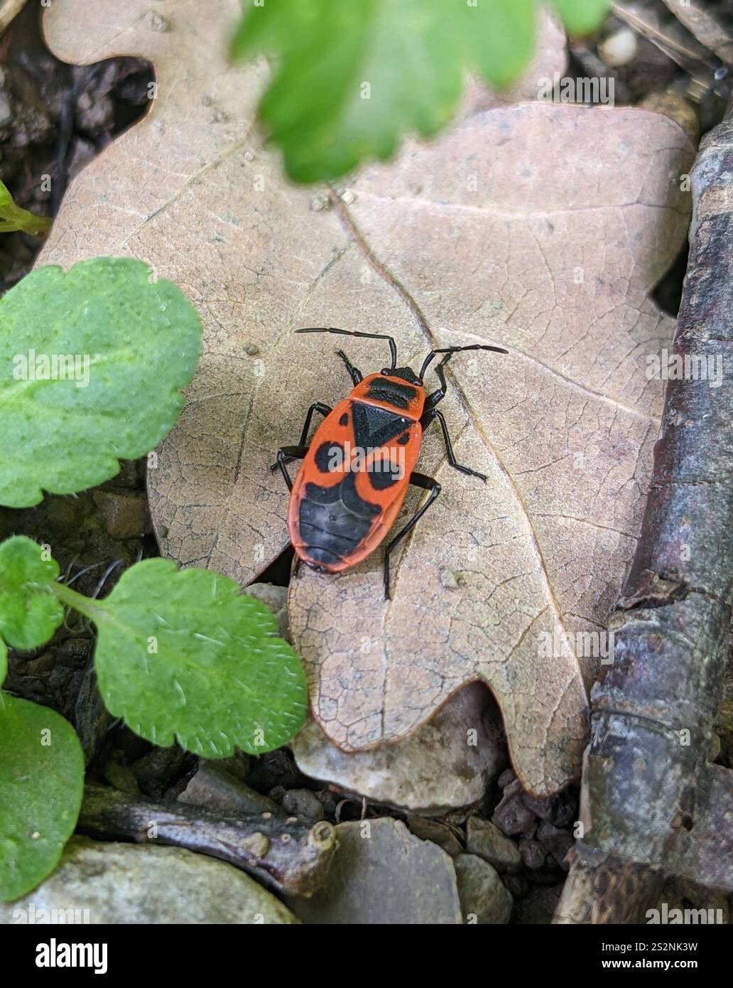 European Firebug (Pyrrhocoris apterus Stock Photo - Alamy