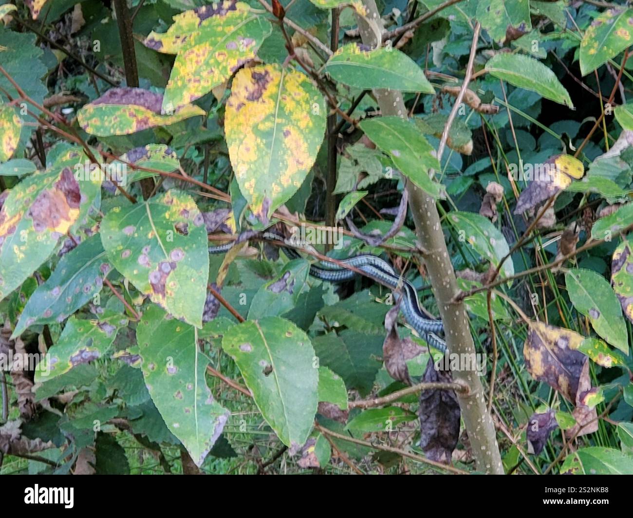 Puget Sound Garter Snake (Thamnophis sirtalis pickeringii Stock Photo ...