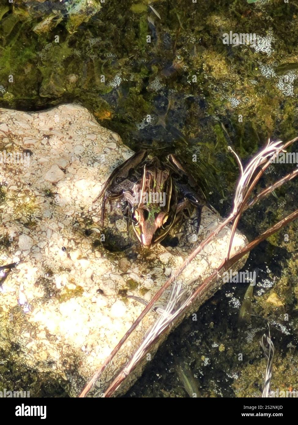 Southern Leopard Frog (Lithobates sphenocephalus Stock Photo - Alamy