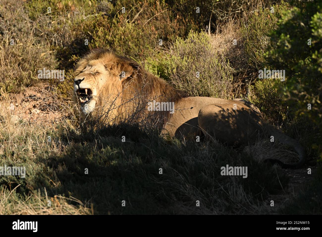 African Lion resting in the jungle Stock Photo - Alamy