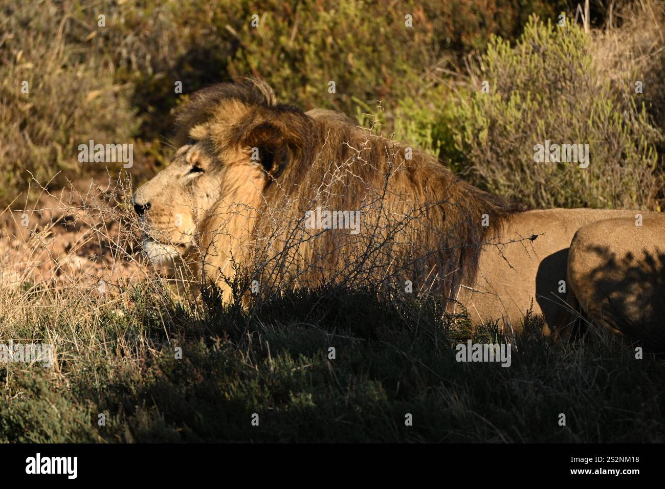African Lion resting in the jungle Stock Photo - Alamy