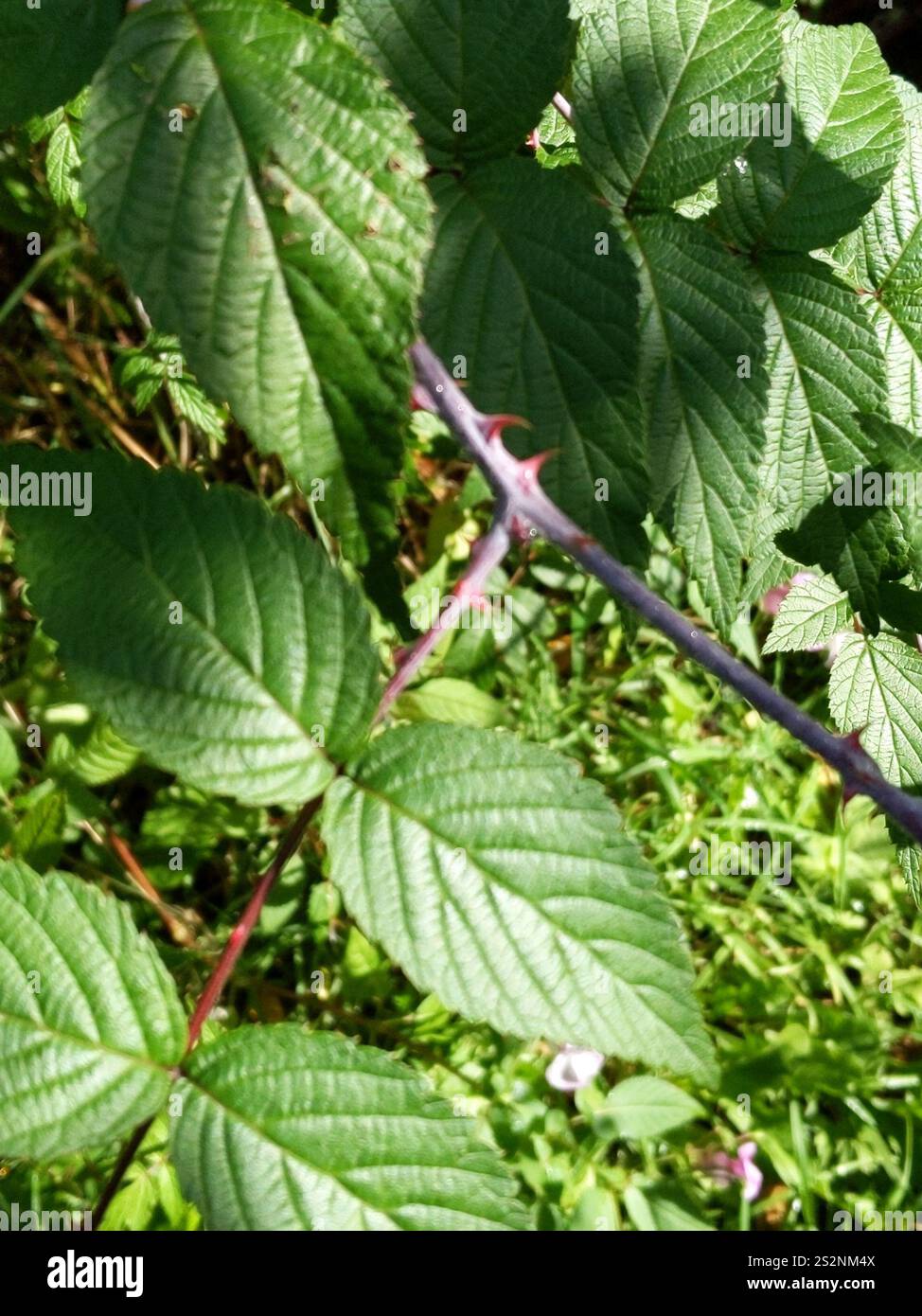 Rubus cockburnianus hi-res stock photography and images - Alamy