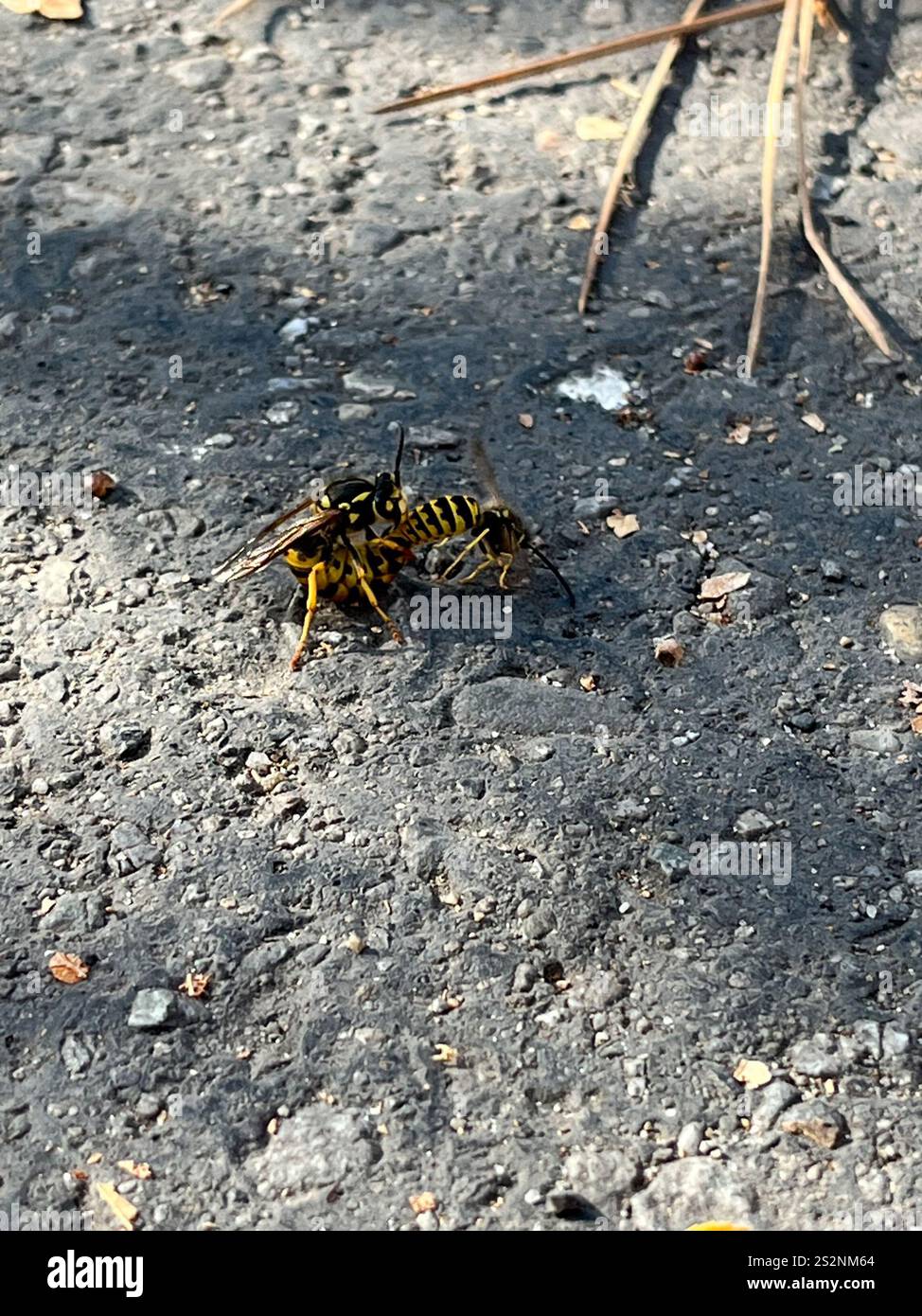 Ground Yellowjackets (Vespula Stock Photo - Alamy