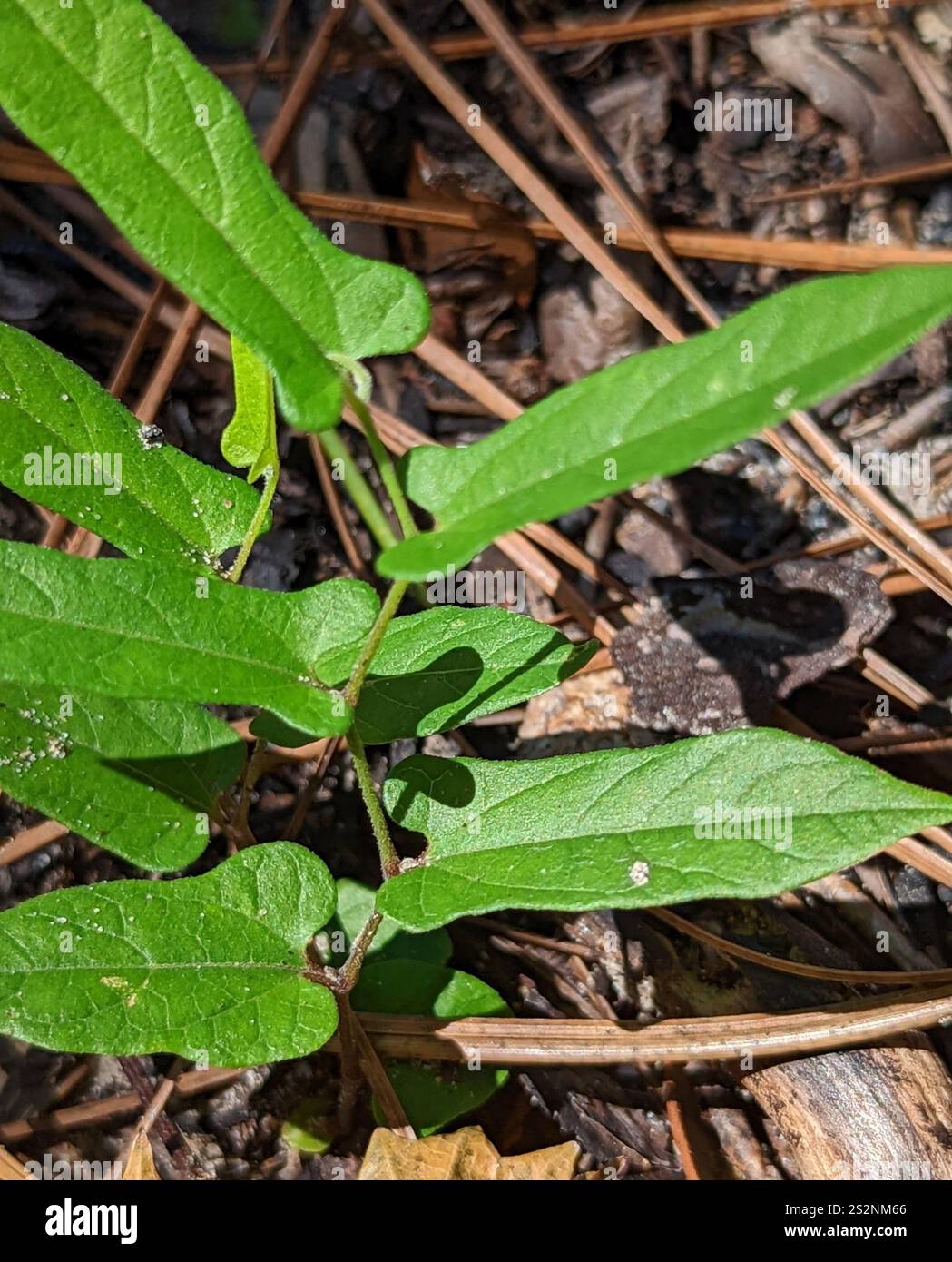 Virginia snakeroot (Aristolochia serpentaria Stock Photo - Alamy