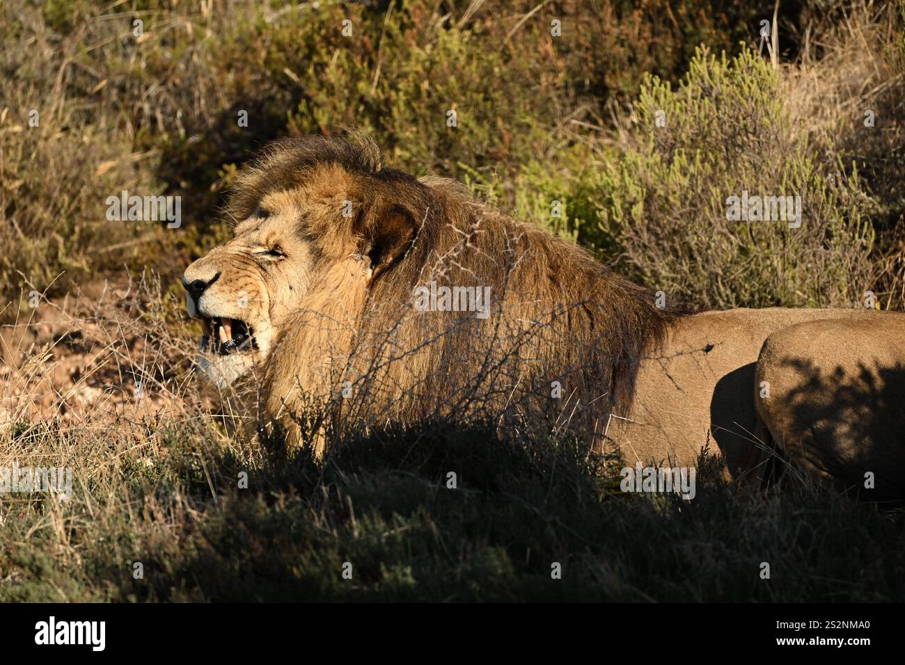 African Lion resting in the jungle Stock Photo - Alamy