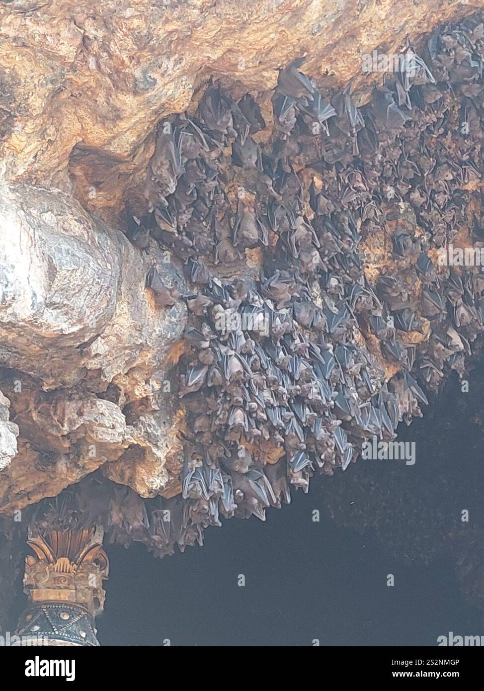 Rousettus amplexicaudatus hi-res stock photography and images - Alamy