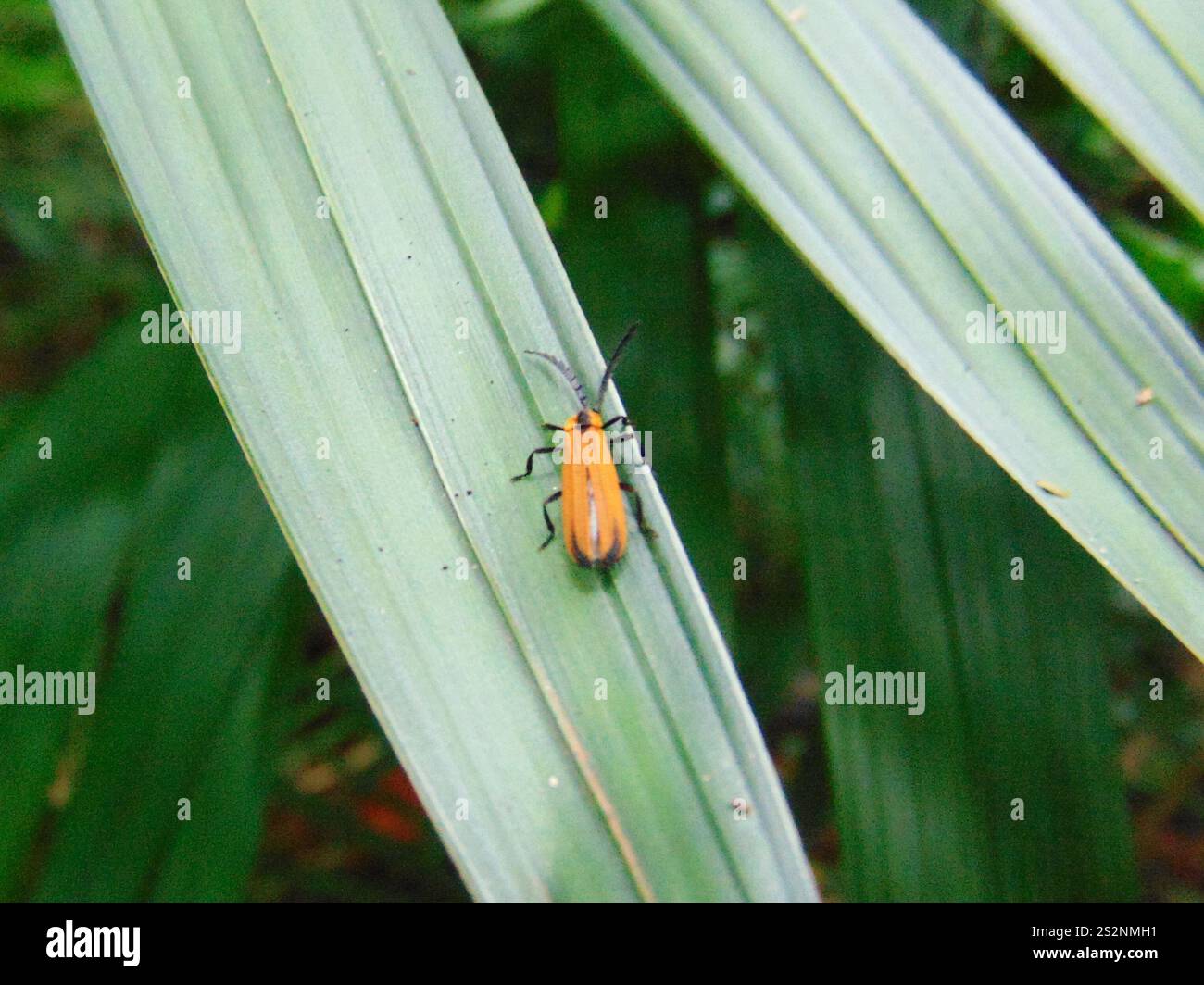 Net-winged Beetles (Lycidae Stock Photo - Alamy