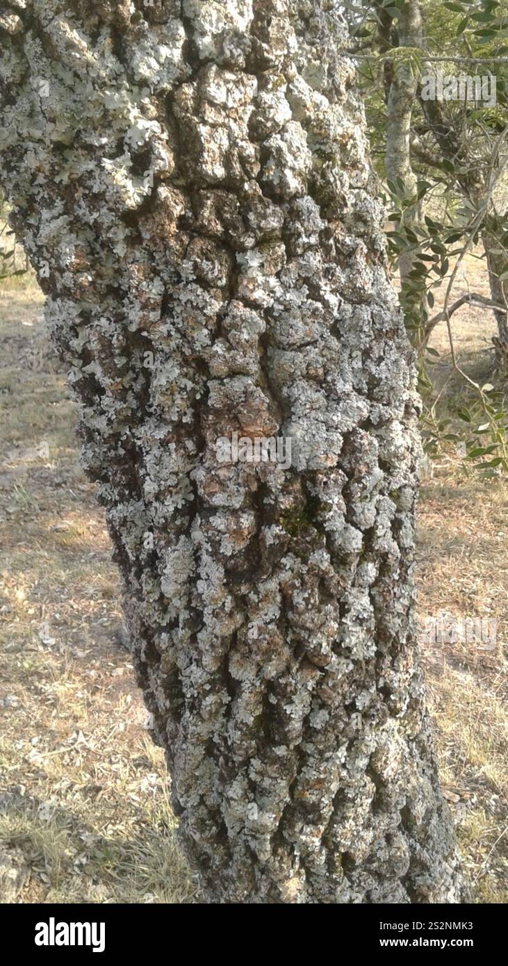 Common White Quebracho (Aspidosperma quebracho-blanco Stock Photo - Alamy