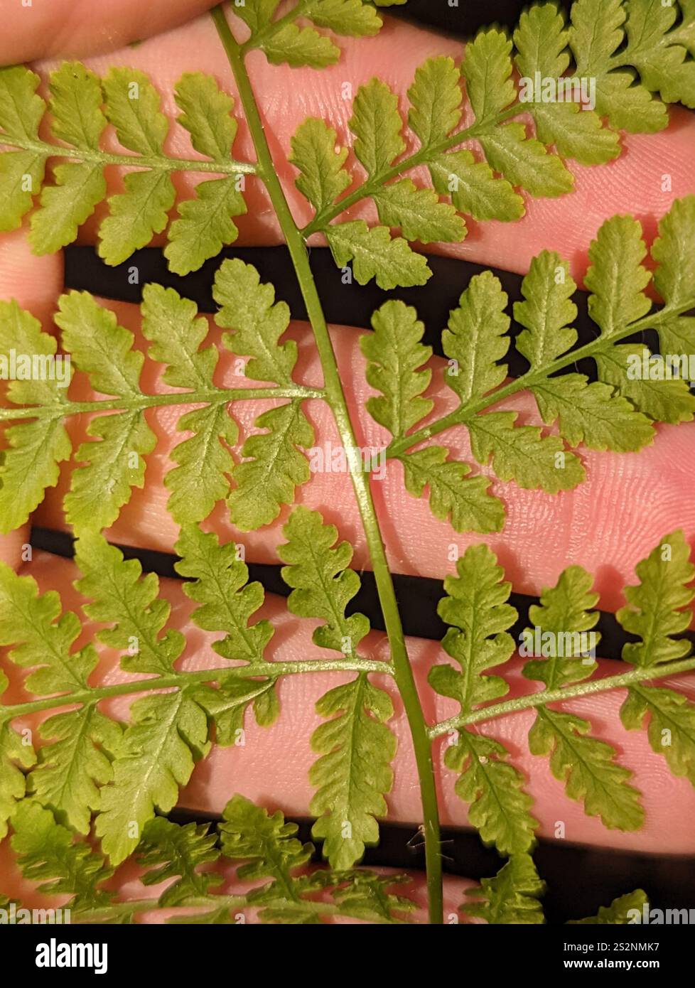 creeping bramble fern (Hypolepis repens Stock Photo - Alamy