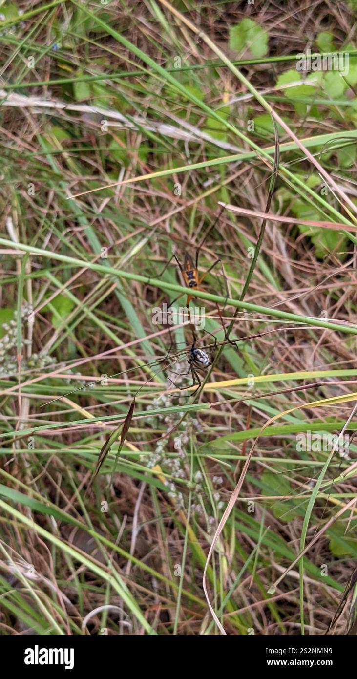 Hangingflies hi-res stock photography and images - Alamy