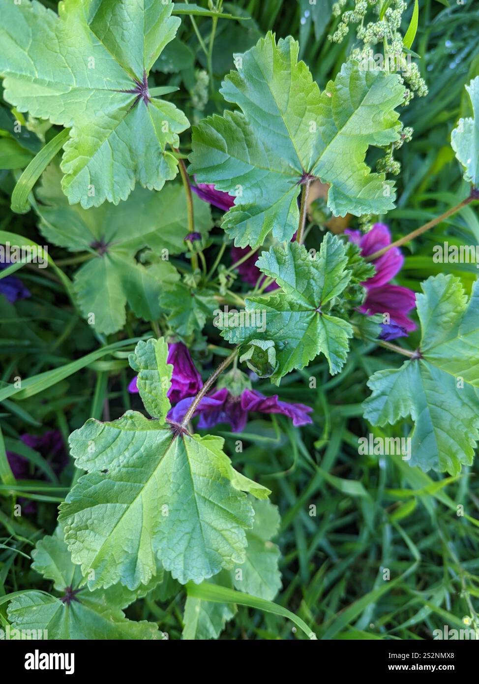 Common Mallow (Malva sylvestris Stock Photo - Alamy