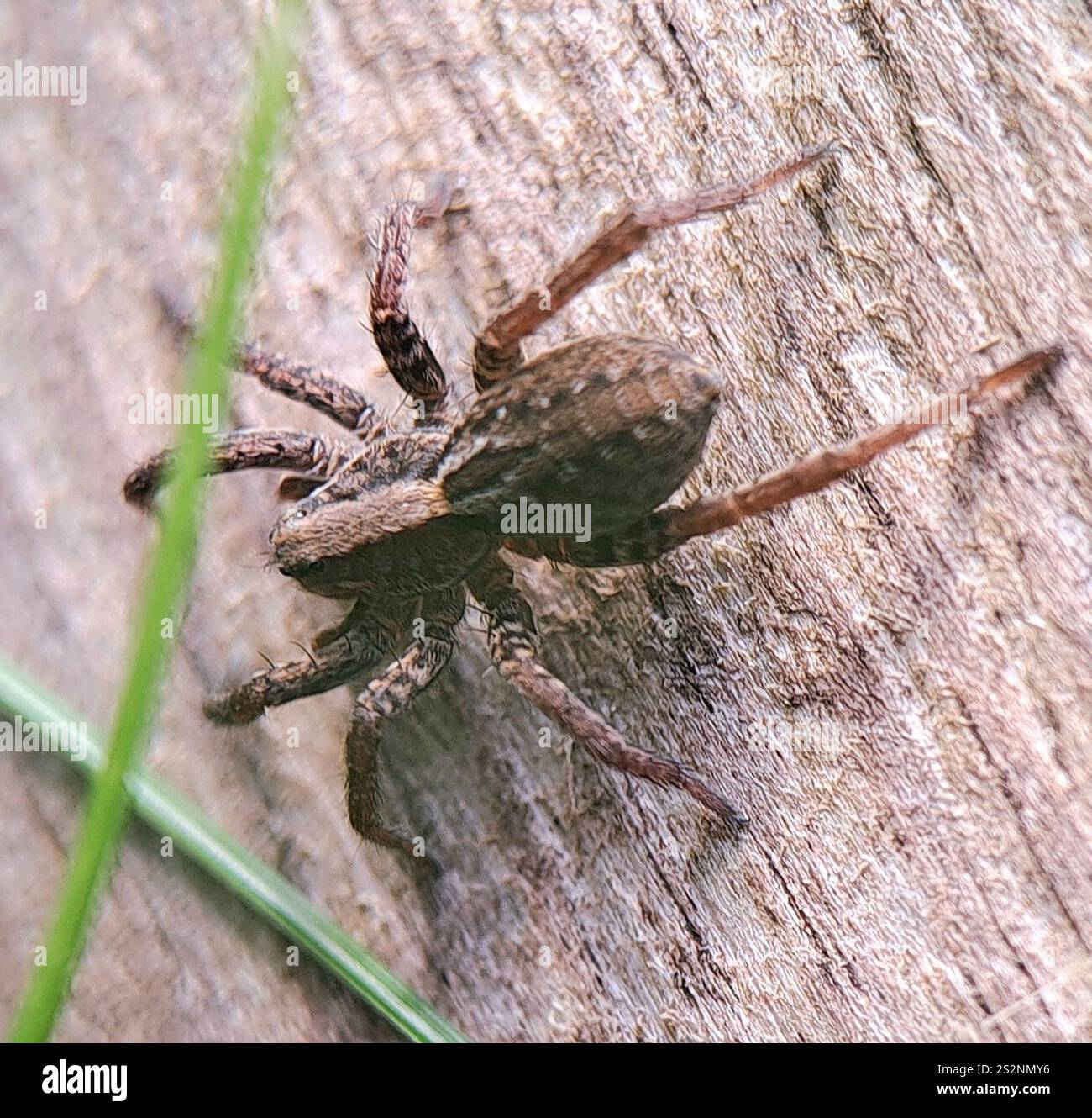 Common Fox Spider (Alopecosa pulverulenta Stock Photo - Alamy