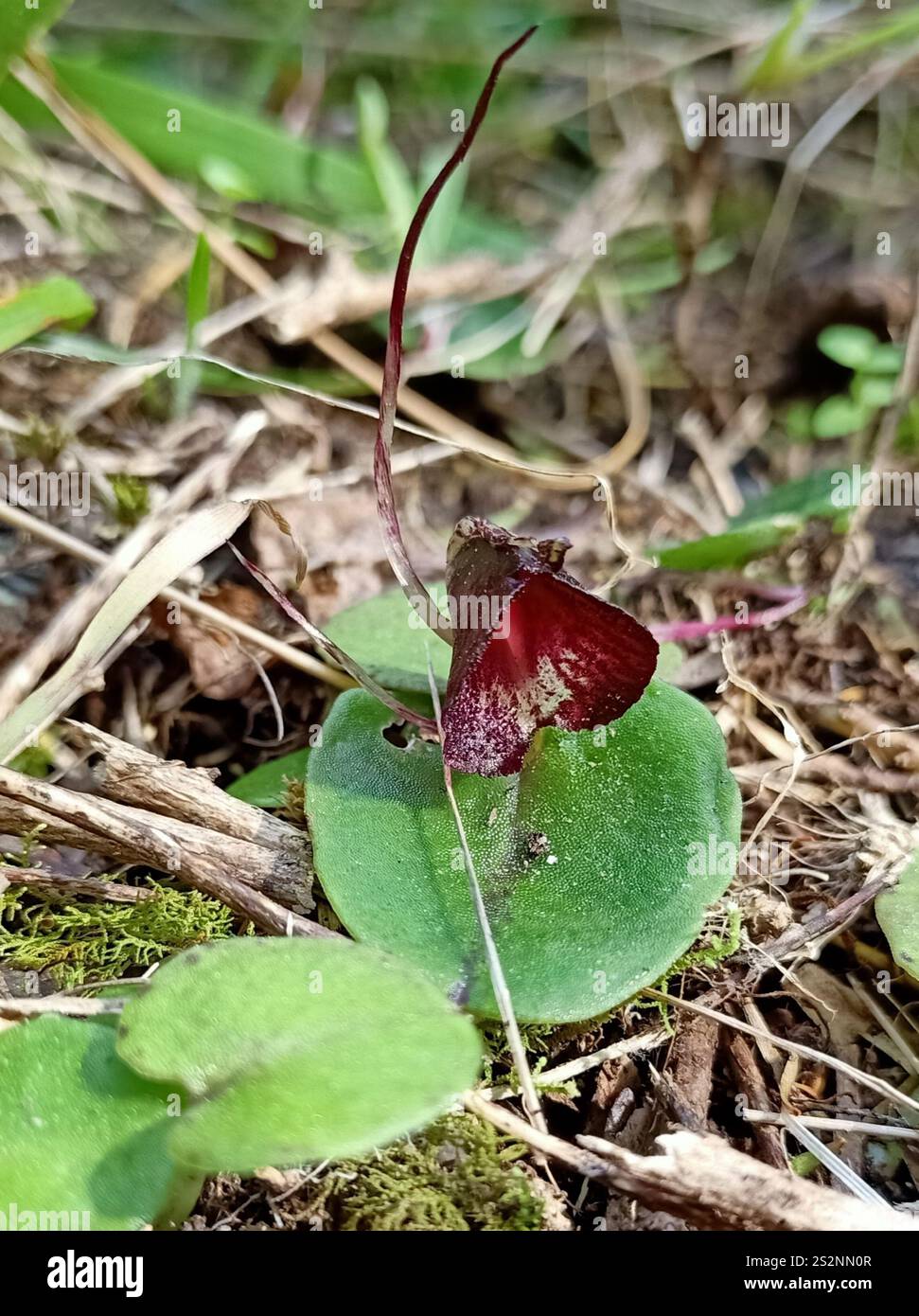 Silver-back Spider-Orchid (Corybas macranthus Stock Photo - Alamy