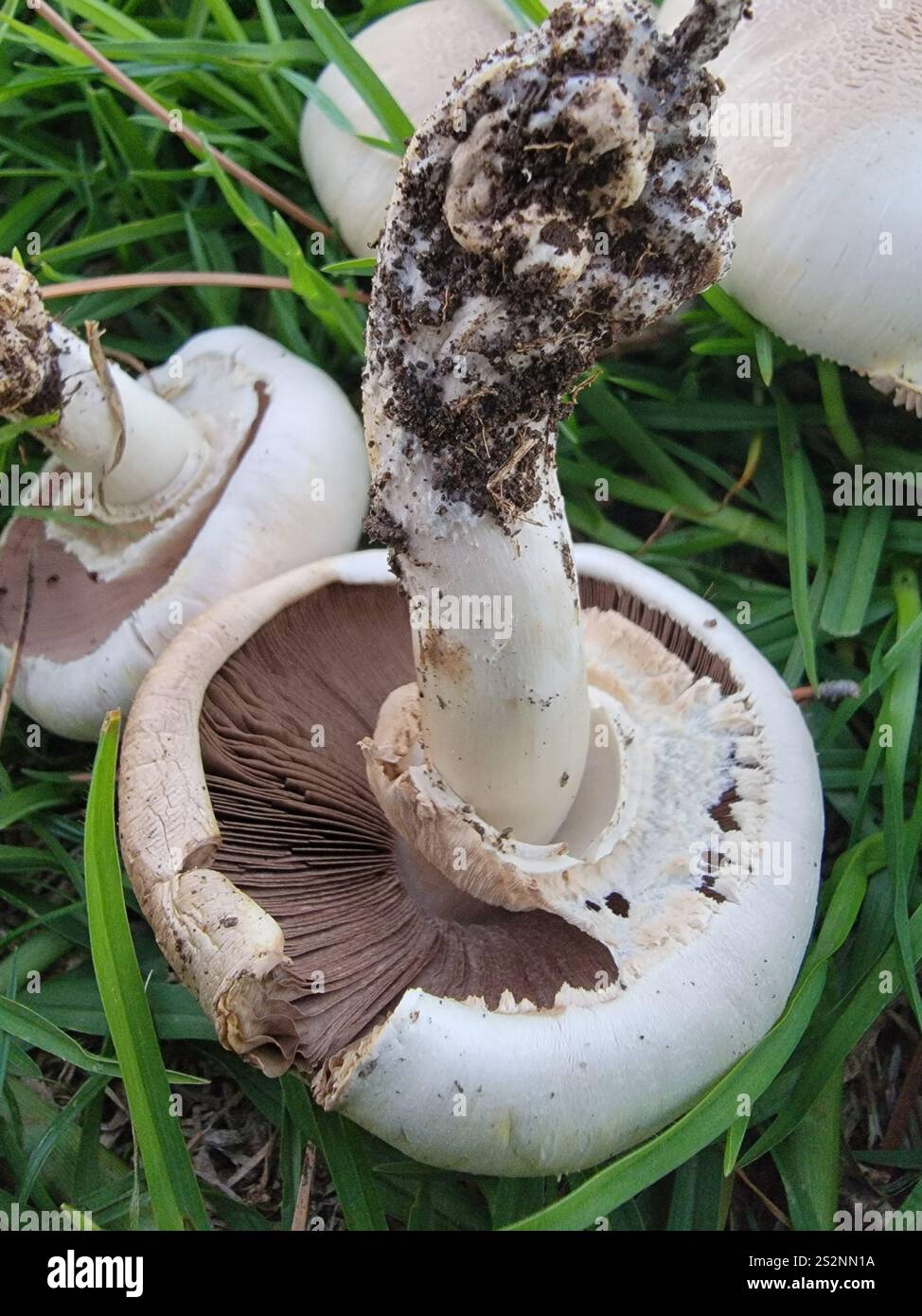 Yellow Stainer (Agaricus xanthodermus Stock Photo - Alamy