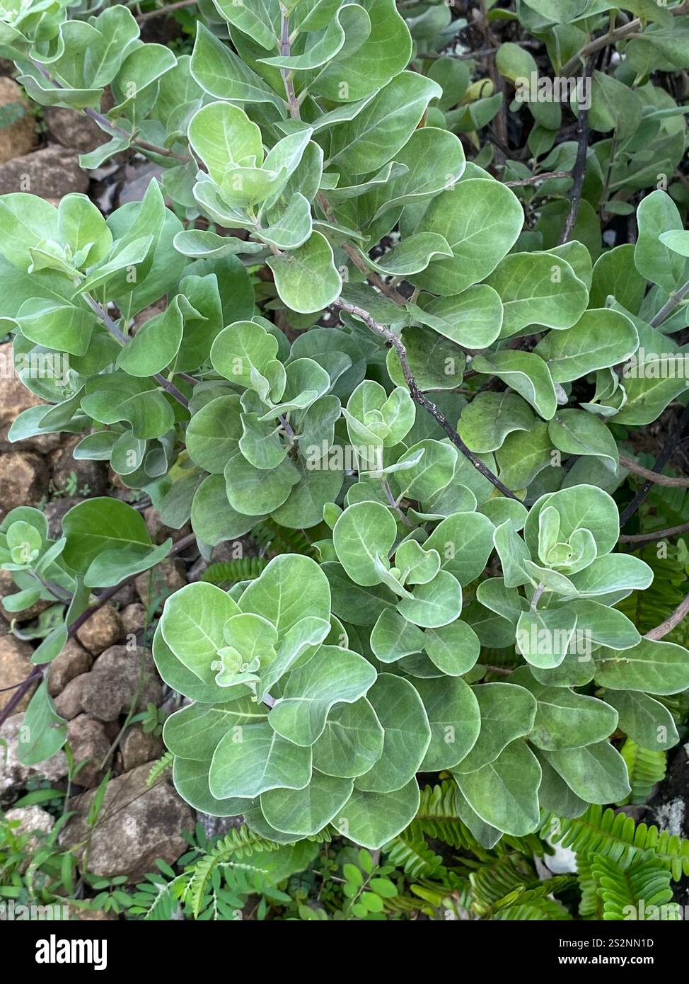 Beach Vitex (Vitex rotundifolia Stock Photo - Alamy