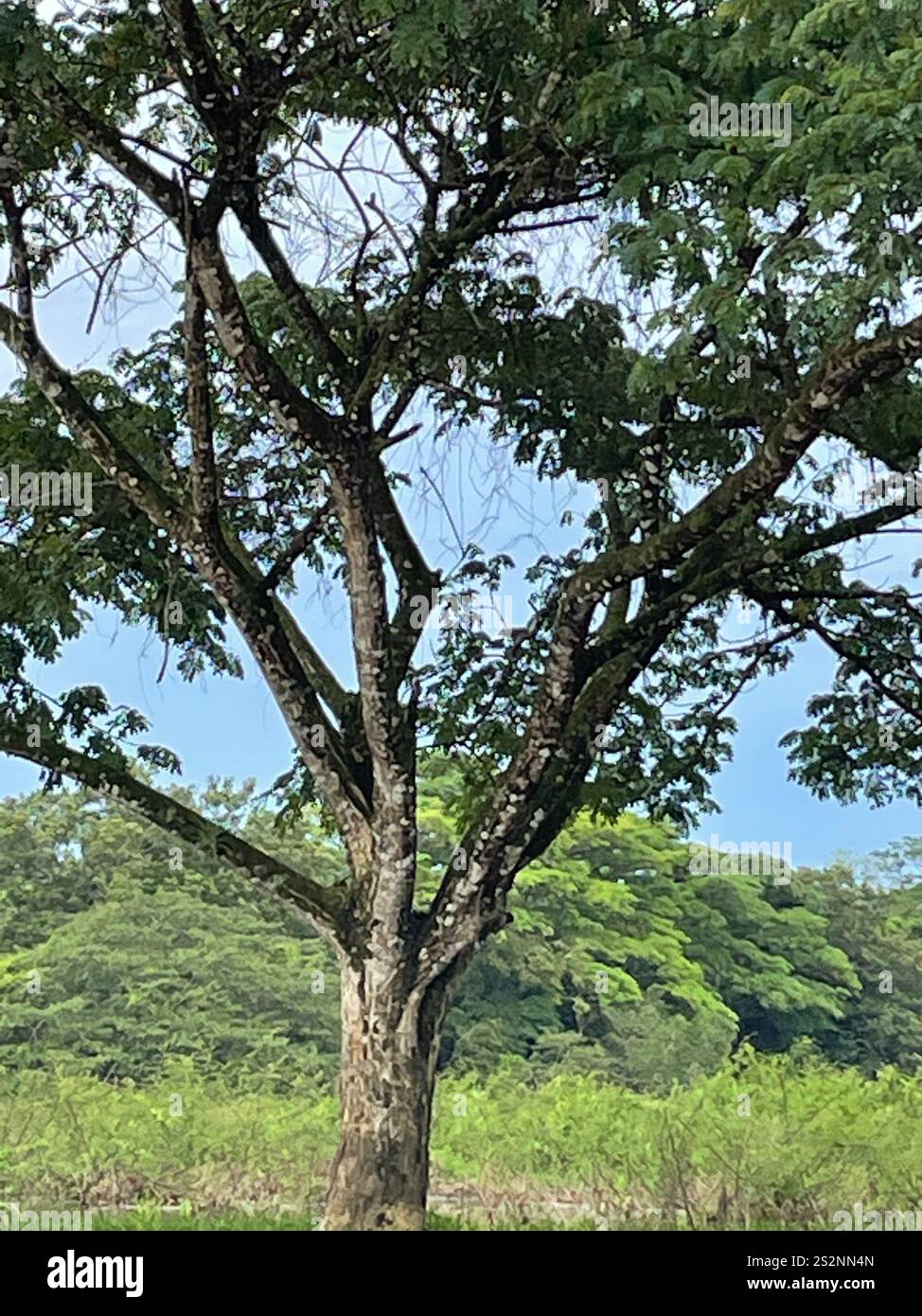 Monkey pod tree (Samanea saman Stock Photo - Alamy