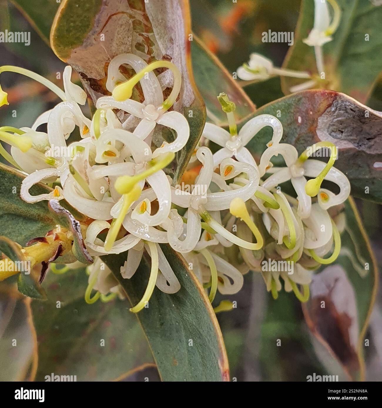 Harsh hakea hi-res stock photography and images - Alamy