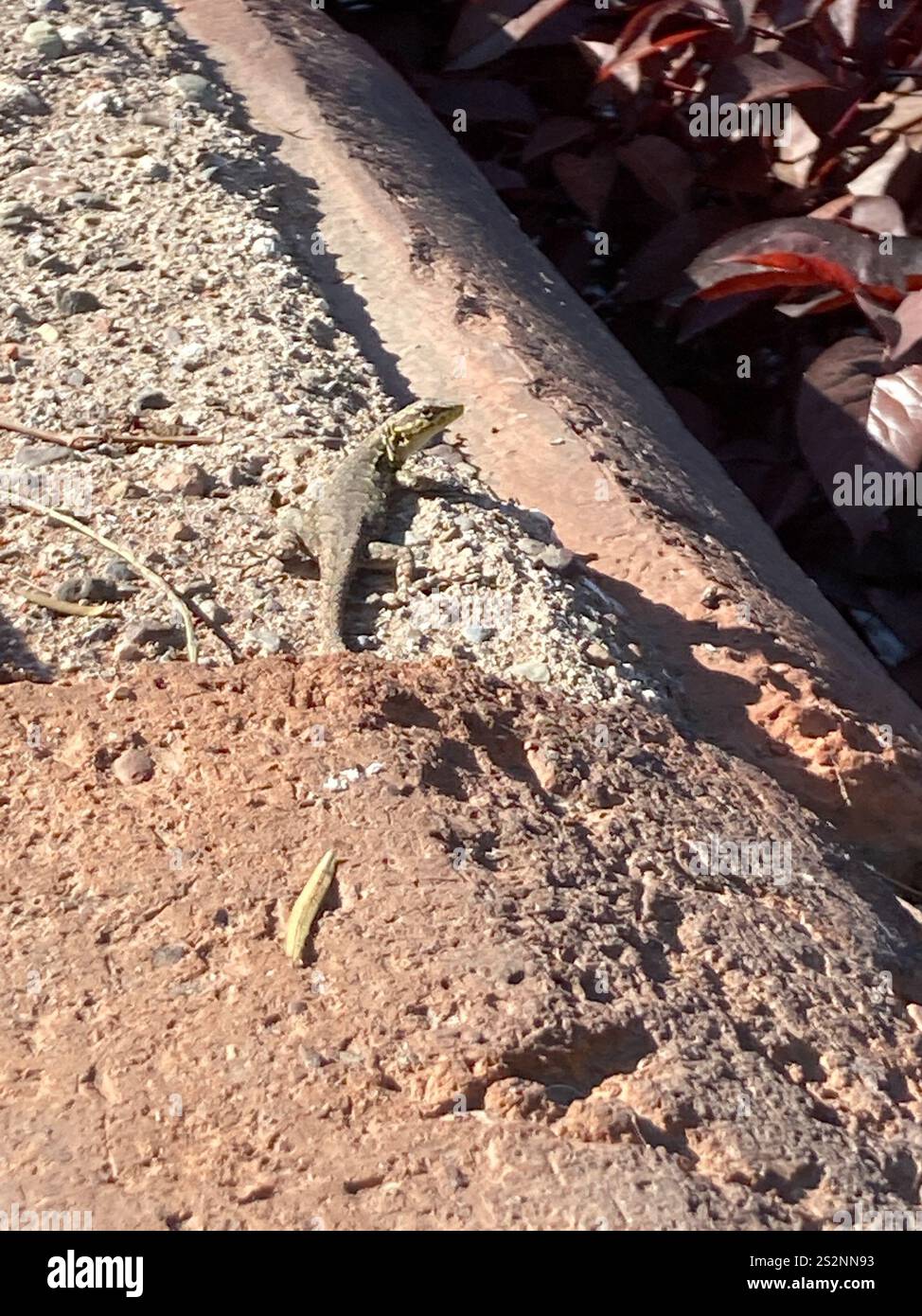 Blue-Green Smooth-throated Lizard (Liolaemus tenuis Stock Photo - Alamy