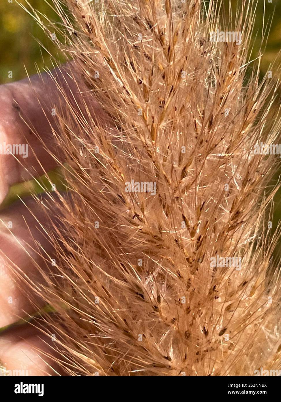 sugarcane plumegrass (Erianthus giganteus Stock Photo - Alamy