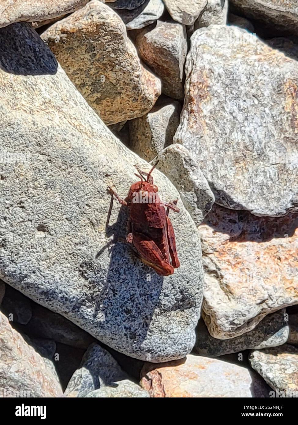 Short-horned Grasshoppers (Acrididae Stock Photo - Alamy