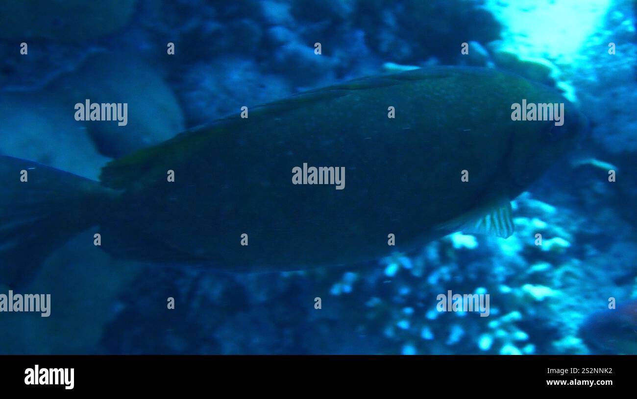 Dusky Spinefoot (Siganus luridus Stock Photo - Alamy