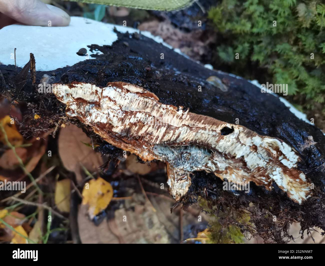 artist's bracket (Ganoderma applanatum Stock Photo - Alamy