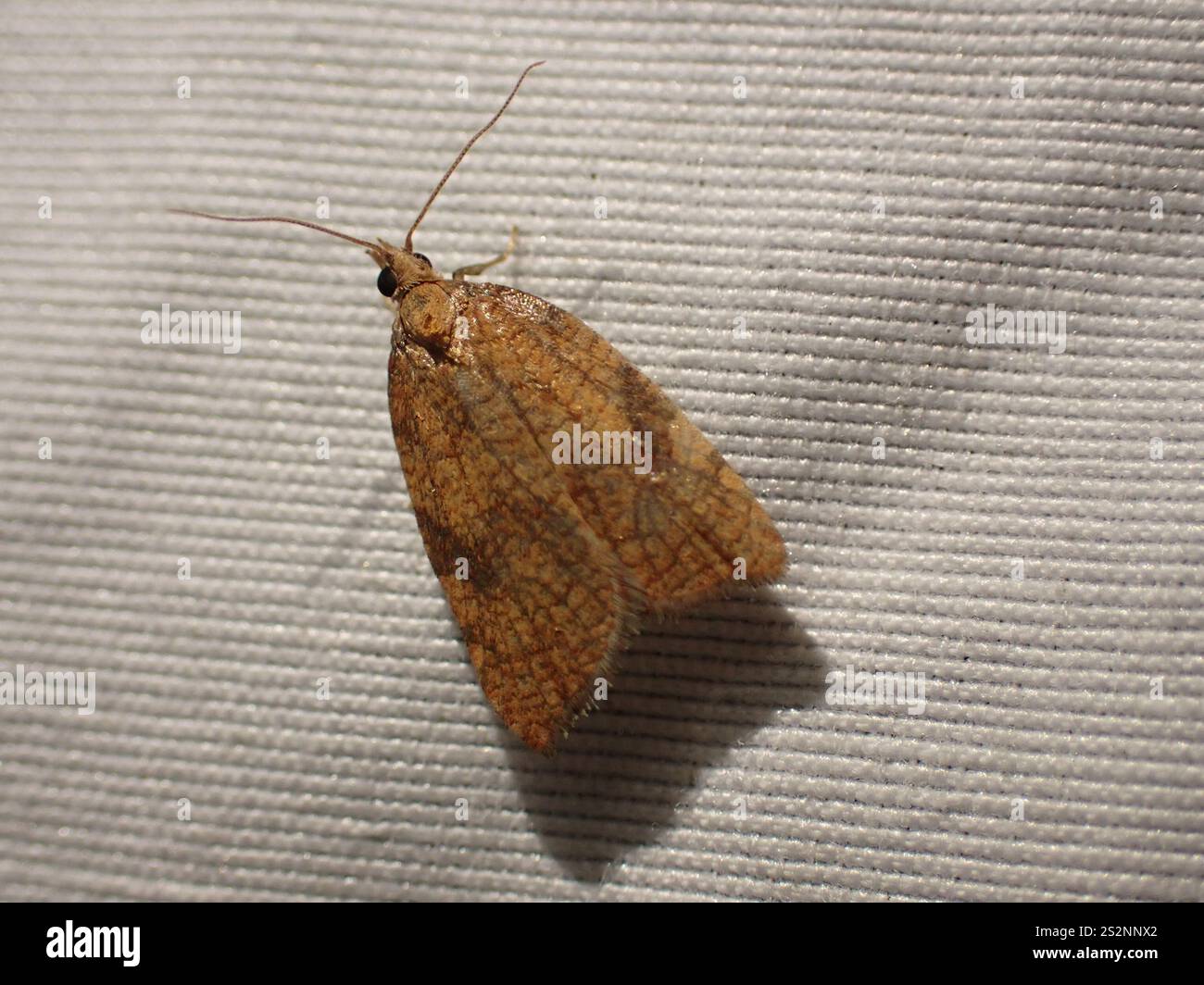 Rhomboid Tortrix (Acleris rhombana Stock Photo - Alamy