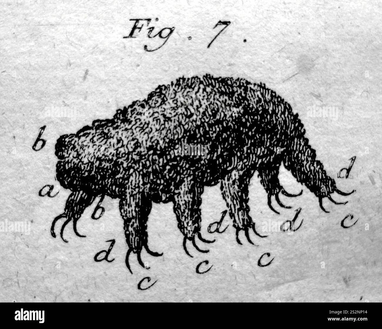 Tardigrade hi-res stock photography and images - Alamy