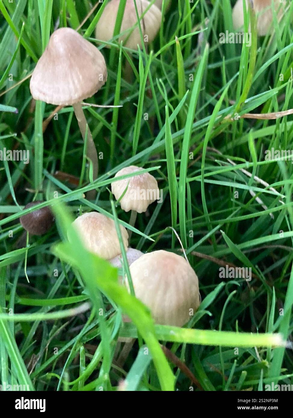Mower's Mushroom (Panaeolus foenisecii Stock Photo - Alamy