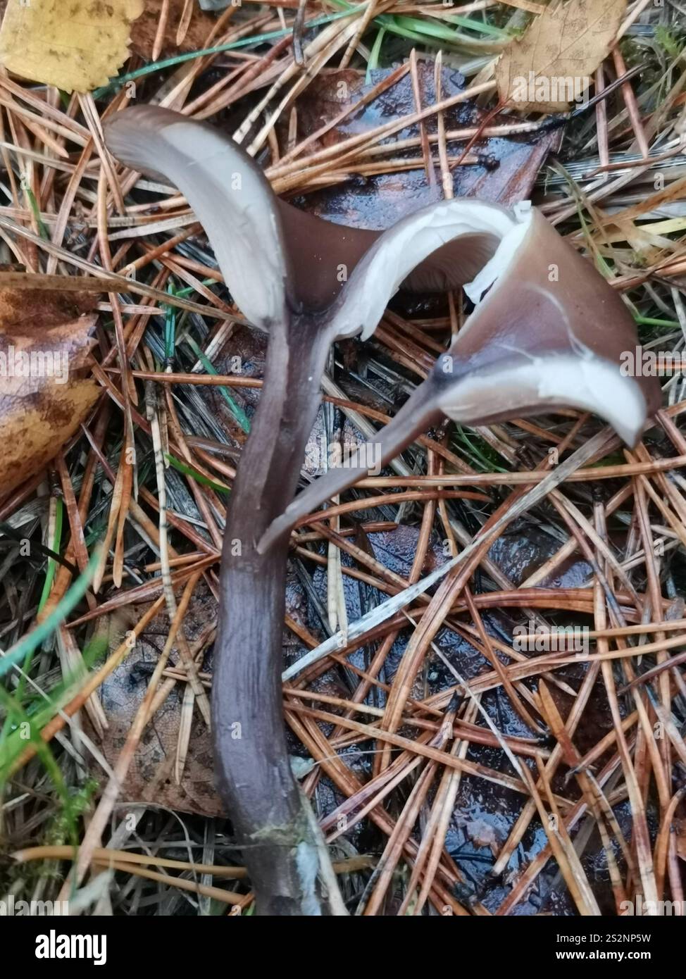The Goblet (Pseudoclitocybe cyathiformis Stock Photo - Alamy