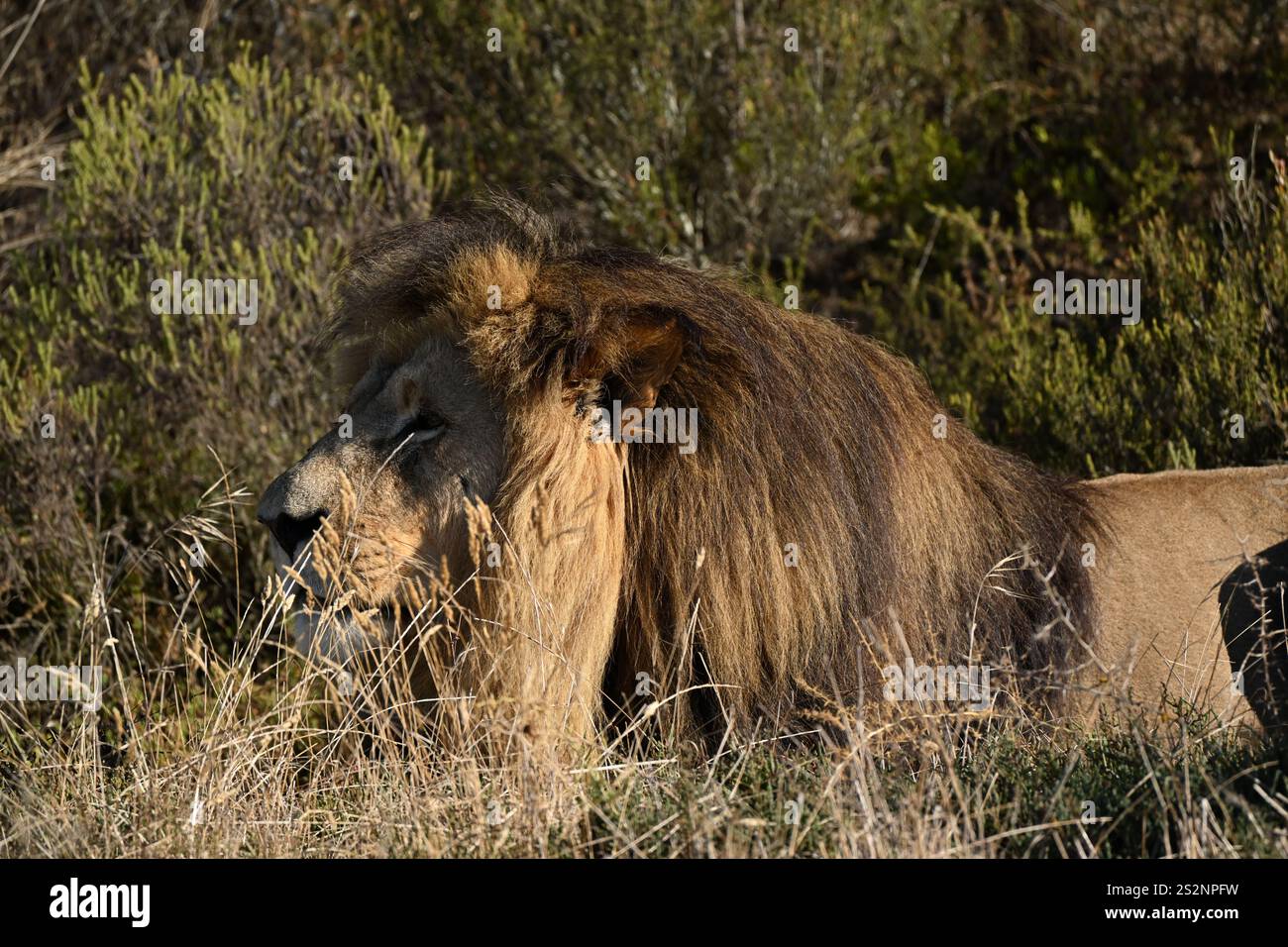 African Lion resting in the jungle Stock Photo - Alamy
