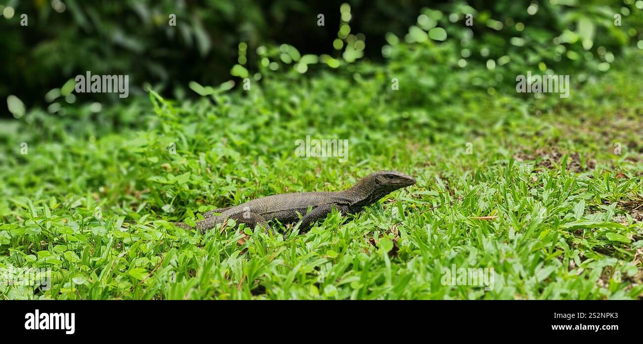 Clouded Monitor (Varanus nebulosus Stock Photo - Alamy