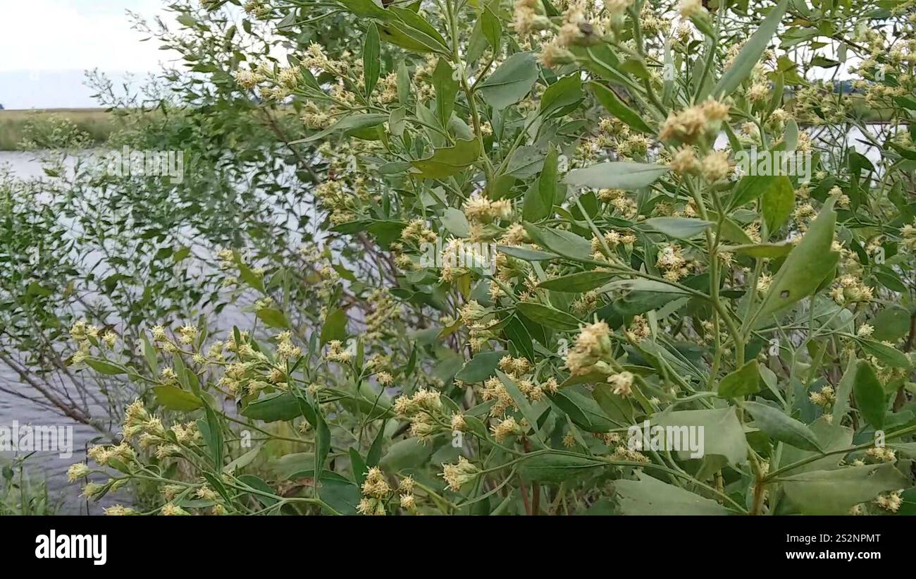 groundsel tree (Baccharis halimifolia Stock Photo - Alamy